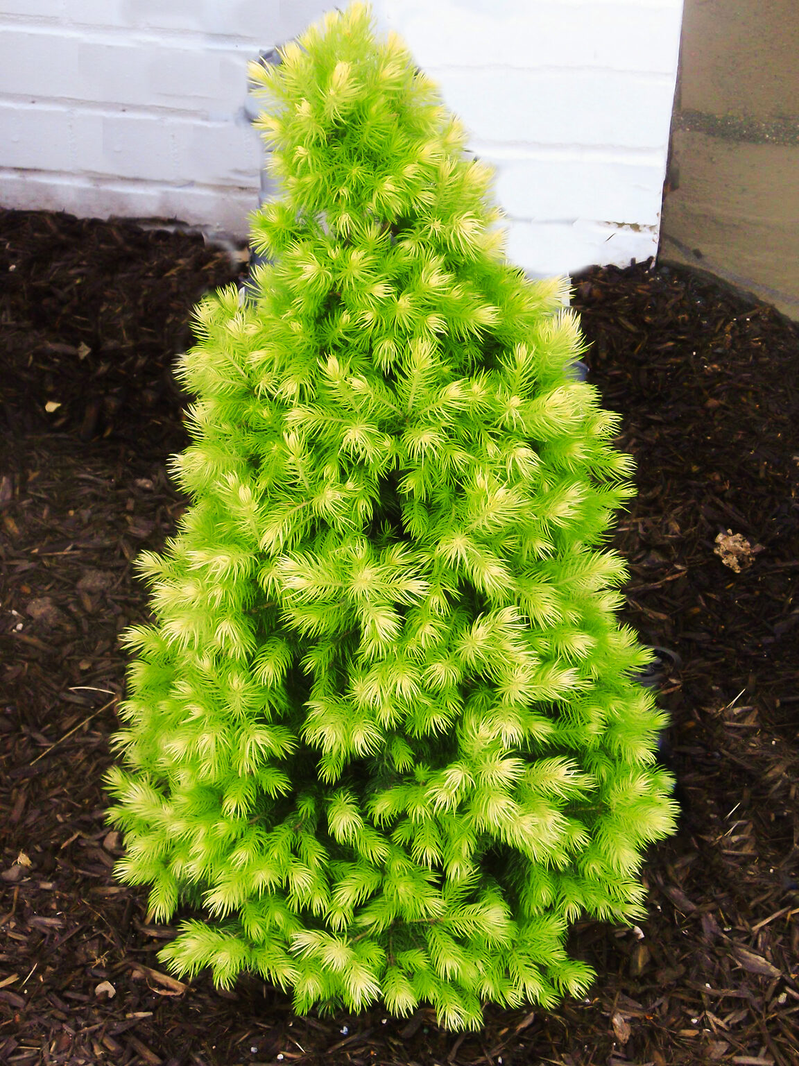 Daisy's White Alberta Spruce Trees For Sale | The Tree Center