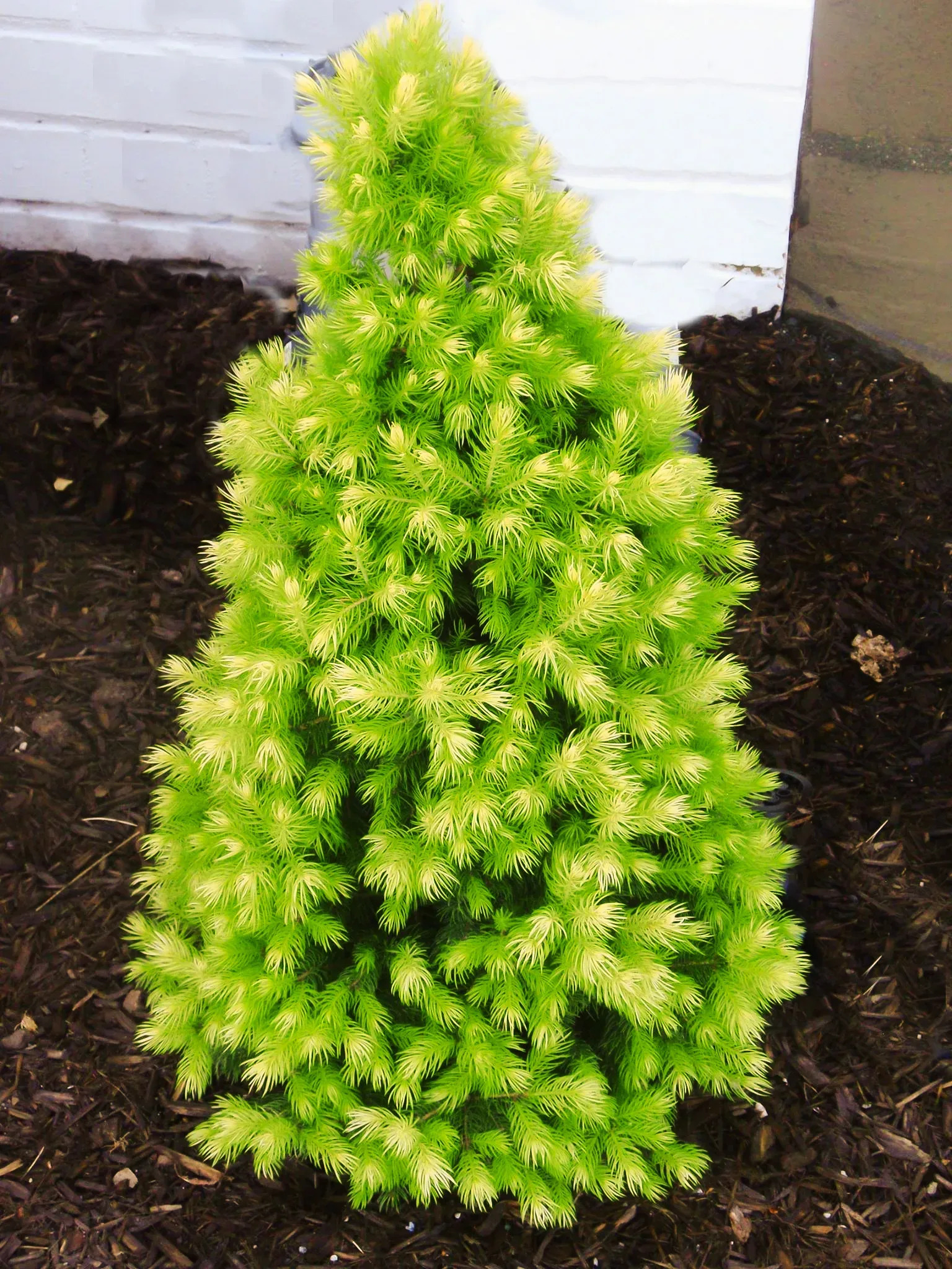 Daisy's White Alberta Spruce Trees For Sale | The Tree Center