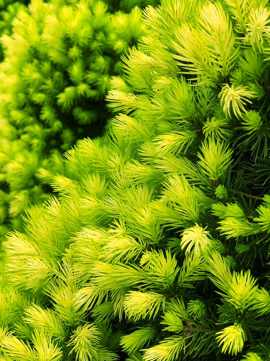 Daisy's White Alberta Spruce Trees For Sale | The Tree Center