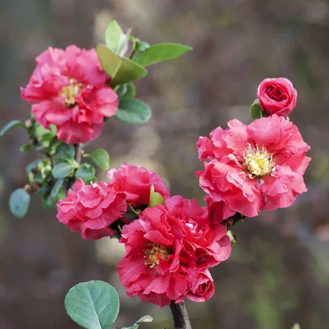 Double Take Pink™ Quince For Sale Online | The Tree Center