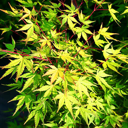 Glowing Embers Japanese Maple For Sale Online | The Tree Center