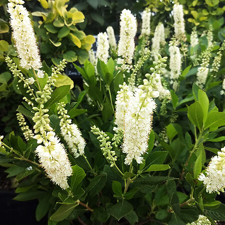 Hummingbird Summersweet For Sale Online | The Tree Center