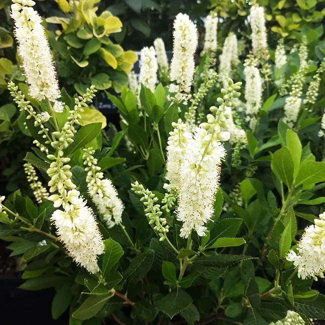 Hummingbird Summersweet For Sale Online | The Tree Center