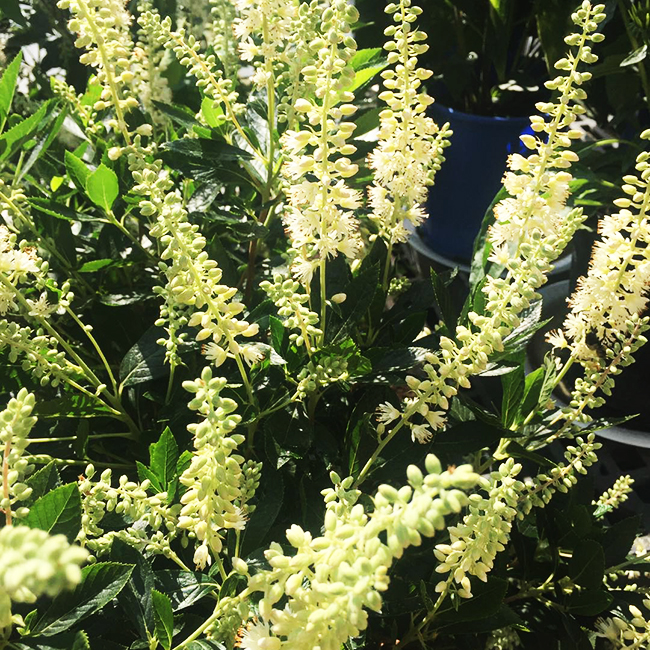 Hummingbird Summersweet For Sale Online | The Tree Center