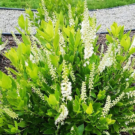 Hummingbird Summersweet For Sale Online | The Tree Center