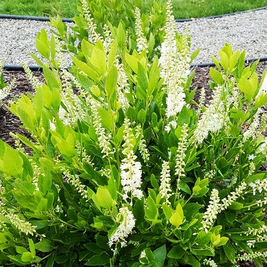 Hummingbird Summersweet For Sale Online | The Tree Center