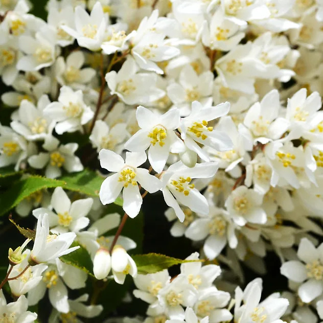 Nikko Deutzia For Sale Online | The Tree Center