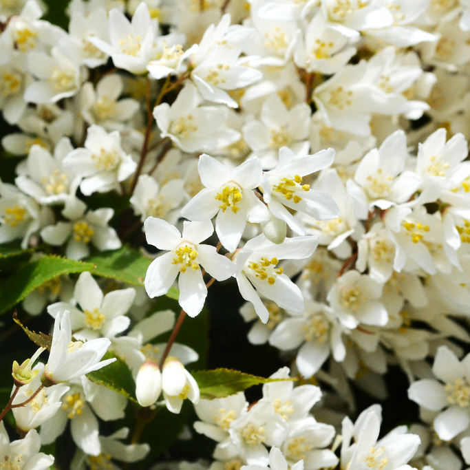 Nikko Deutzia For Sale Online | The Tree Center