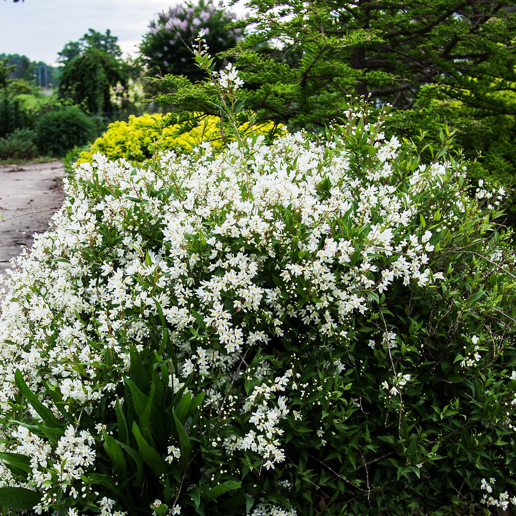 Nikko Deutzia For Sale Online | The Tree Center