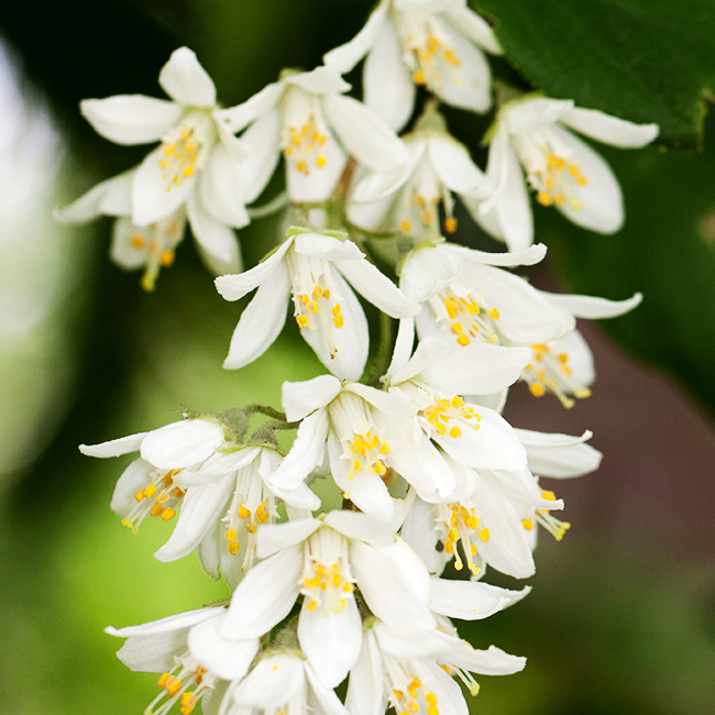 Nikko Deutzia For Sale Online | The Tree Center