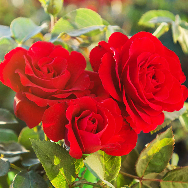 Oh My! Miniature Rose Trees For Sale | The Tree Center