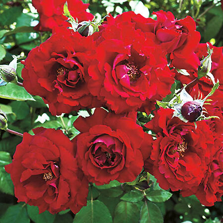 Oh My! Miniature Rose Trees For Sale | The Tree Center