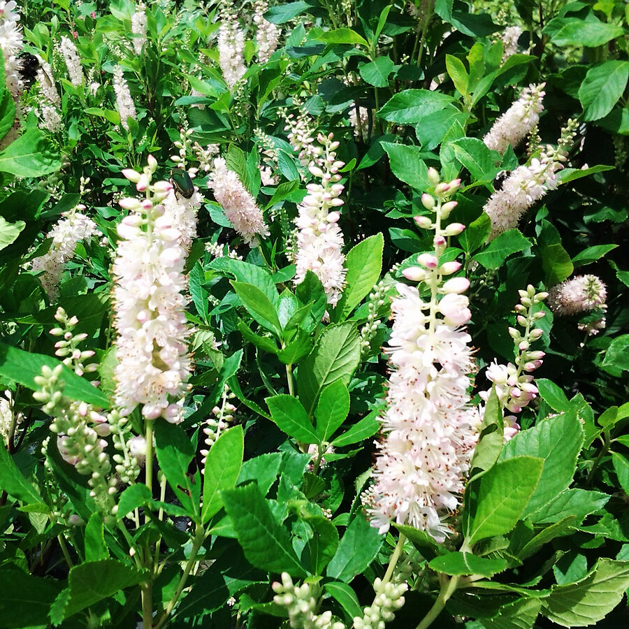 Pink Spires Summersweet For Sale Online | The Tree Center