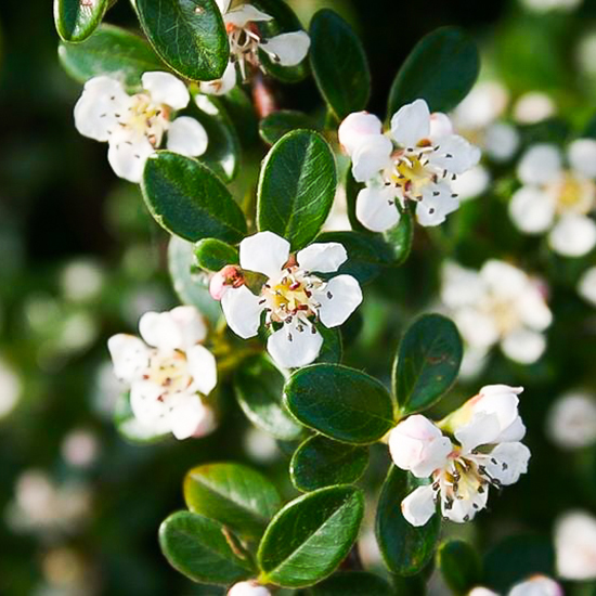 Royal Beauty Cotoneaster For Sale Online | The Tree Center