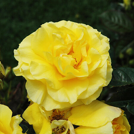 Sparkle & Shine™ Miniature Rose Trees For Sale | The Tree Center