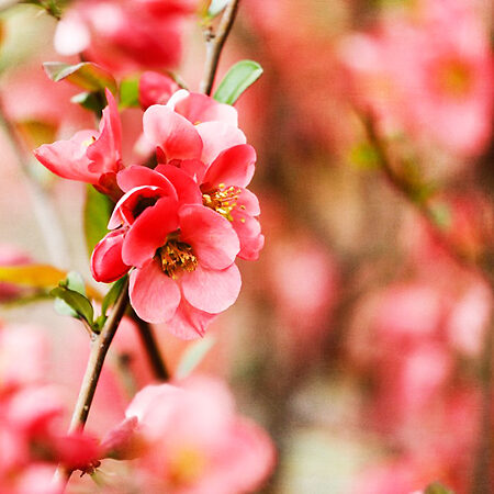 Texas Scarlet Quince For Sale Online | The Tree Center