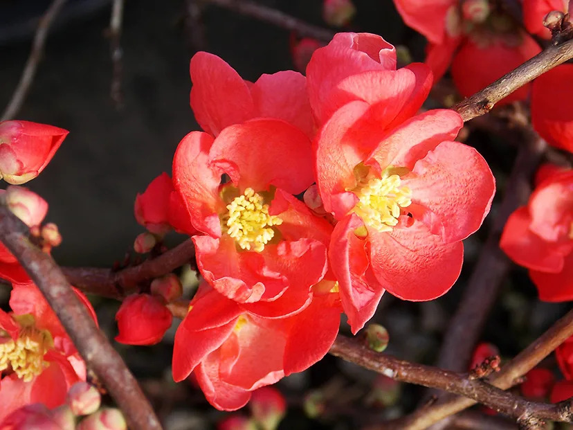 Texas Scarlet Quince For Sale Online | The Tree Center