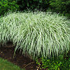 Variegated Maiden Grass For Sale Online | The Tree Center