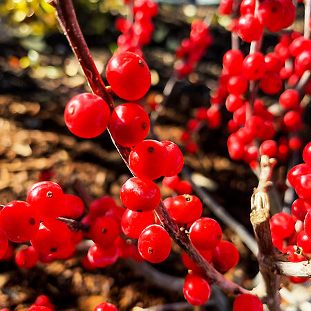 Berry Poppins™ Winterberry Holly For Sale Online | The Tree Center