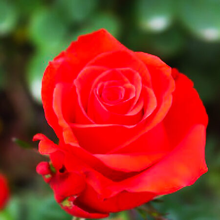 Brick House® Rose For Sale Online | The Tree Center