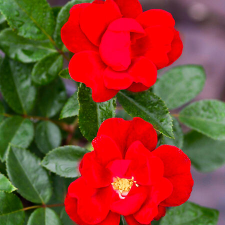 Brick House® Rose For Sale Online | The Tree Center