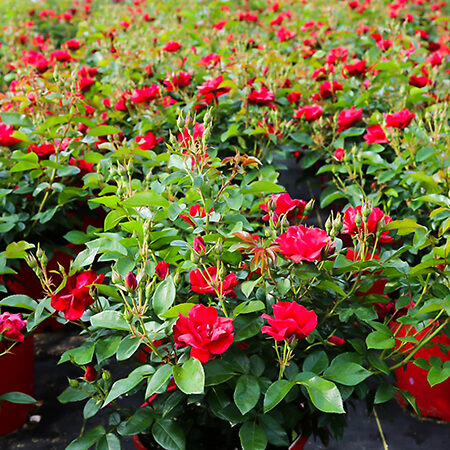 Brick House® Rose For Sale Online | The Tree Center
