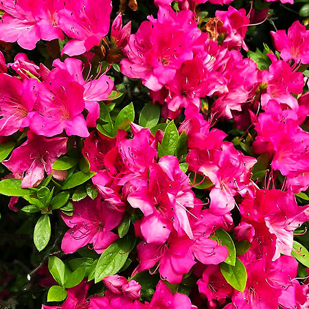 FlorAmore® Hot Pink Azalea For Sale Online | The Tree Center