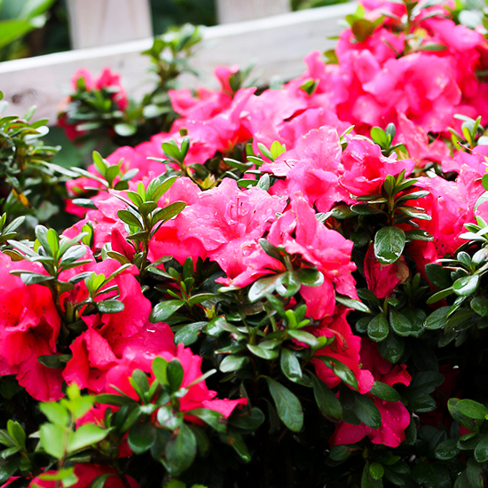 FlorAmore® Hot Pink Azalea For Sale Online | The Tree Center