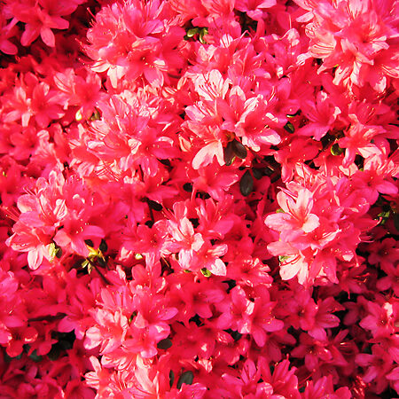 FlorAmore® Hot Pink Azalea For Sale Online | The Tree Center