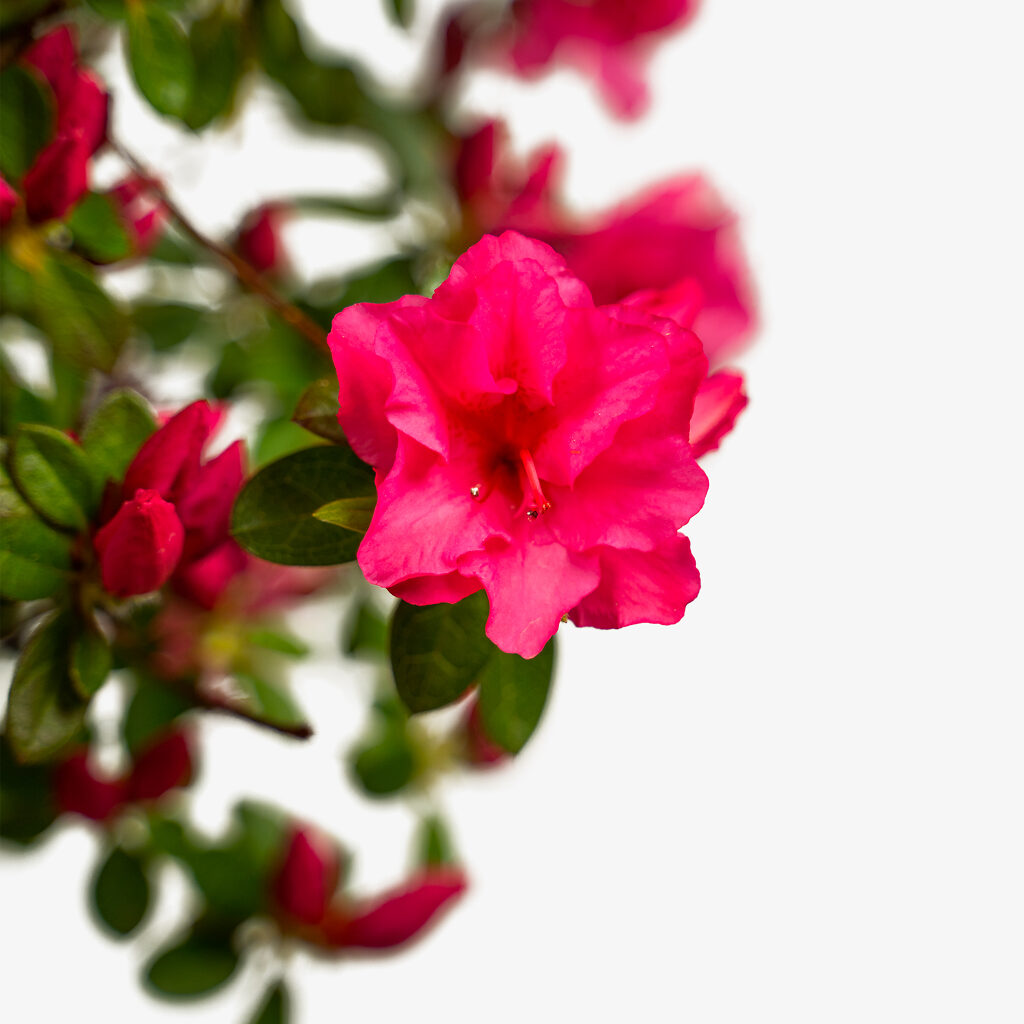 FlorAmore® Pink Azalea For Sale Online | The Tree Center