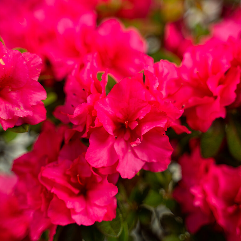 FlorAmore® Pink Azalea For Sale Online | The Tree Center