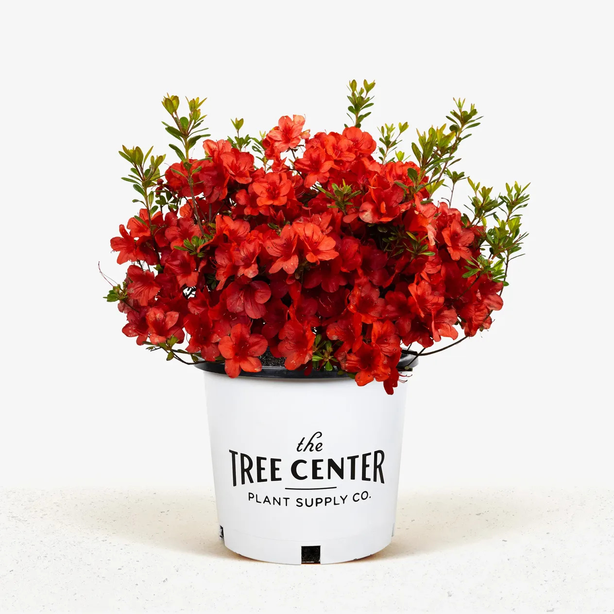 FlorAmore® Red Azalea Plants - The Tree Center