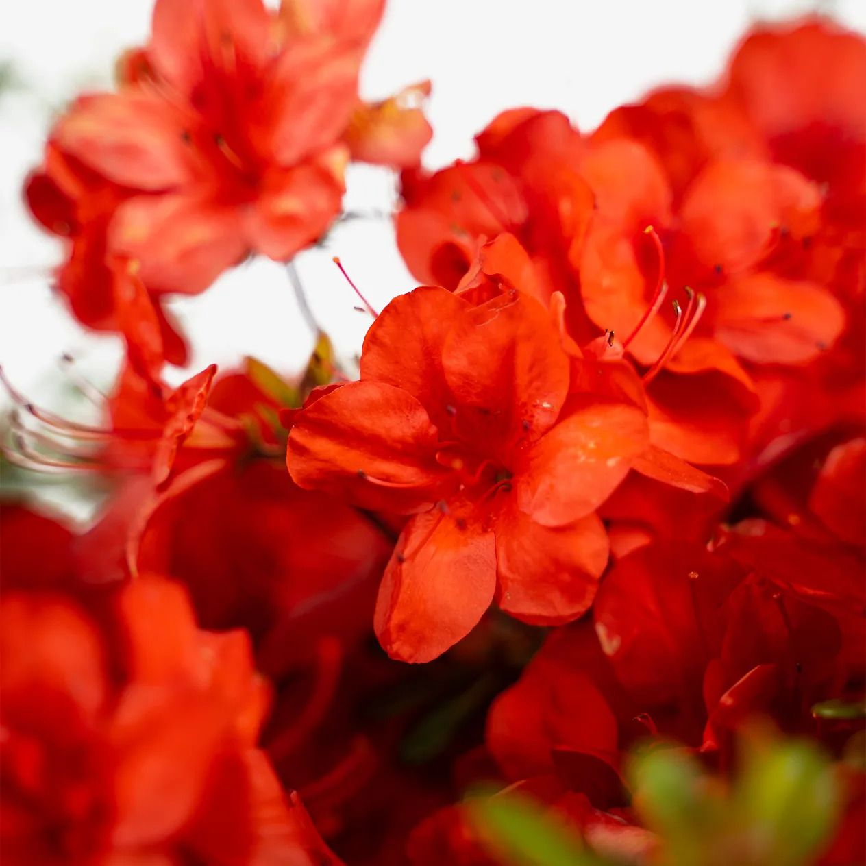 FlorAmore® Red Azalea Plants - The Tree Center