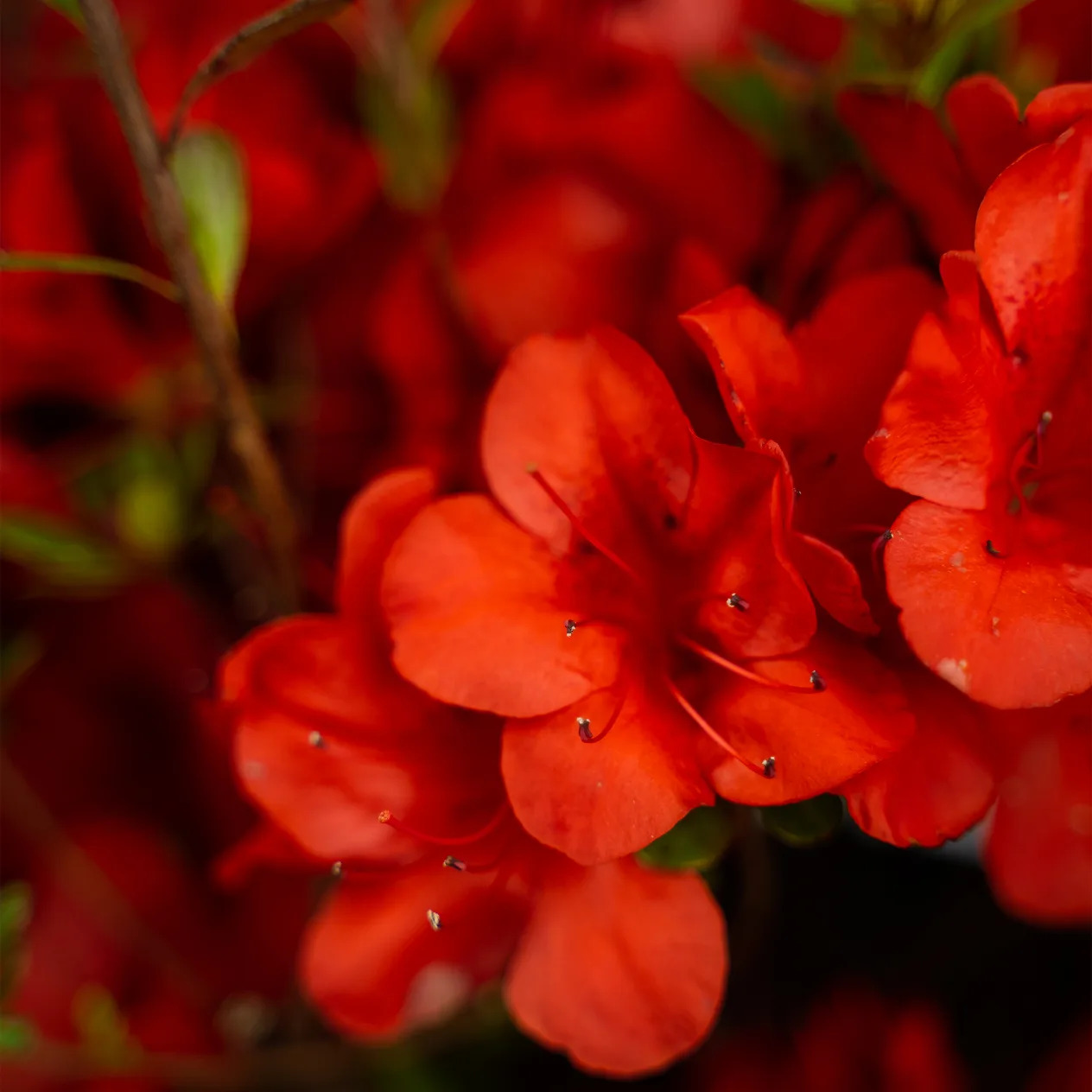 FlorAmore® Red Azalea Plants - The Tree Center
