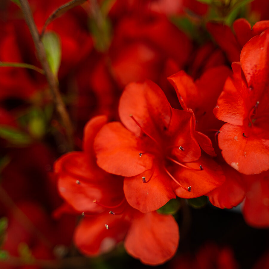 FlorAmore® Red Azalea Plants - The Tree Center