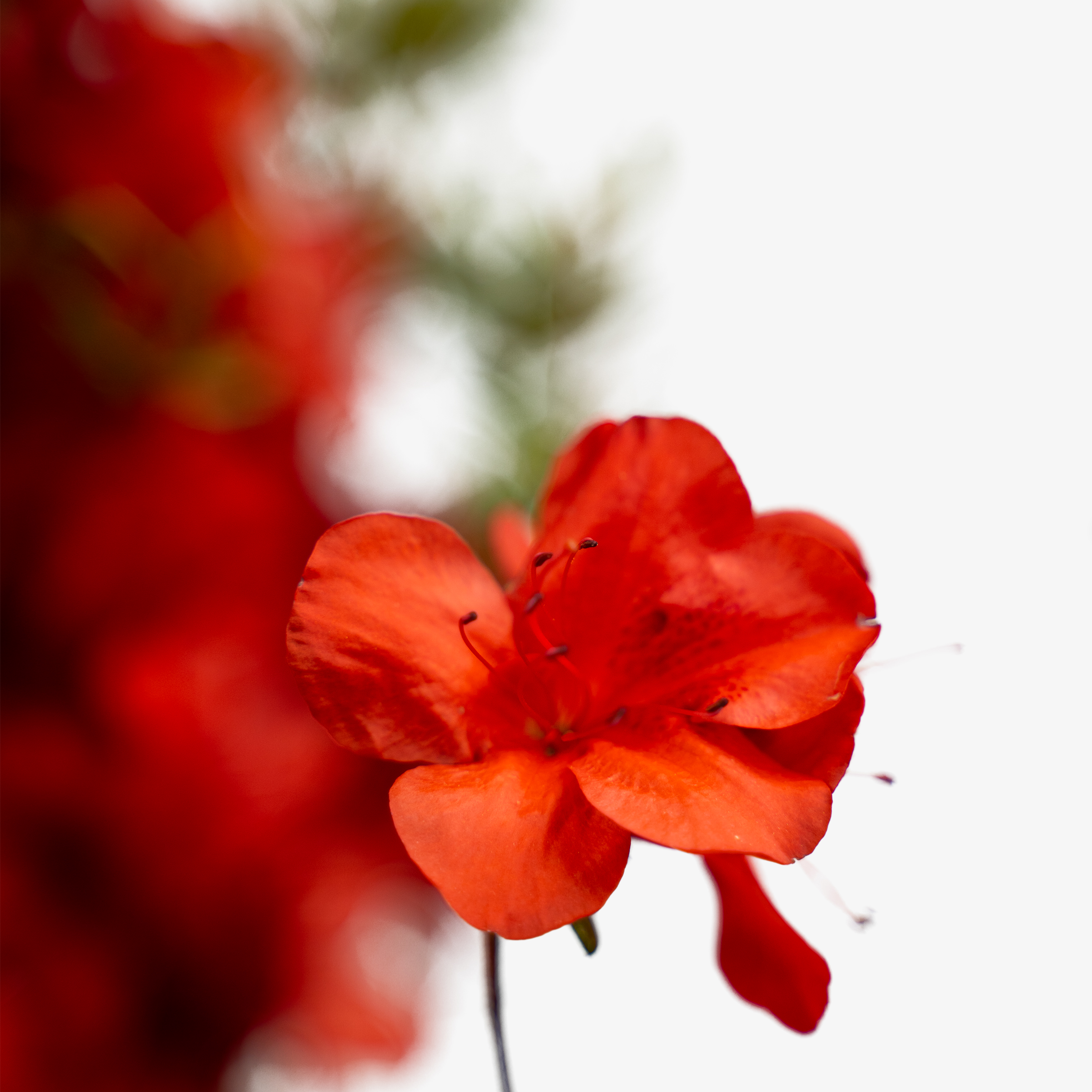 FlorAmore® Red Azalea | The Tree Center™