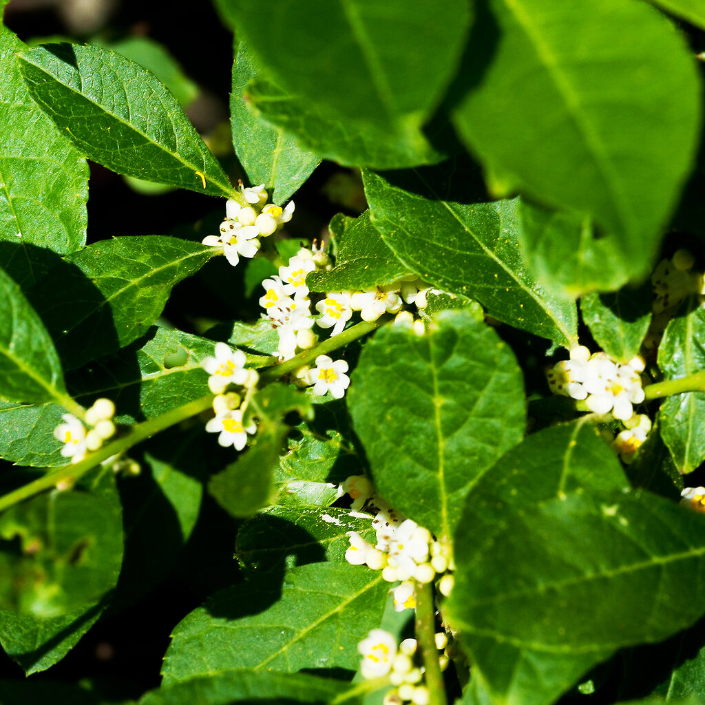 Jim Dandy™ Winterberry Holly For Sale Online | The Tree Center