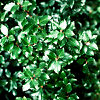Jim Dandy™ Winterberry Holly For Sale Online | The Tree Center