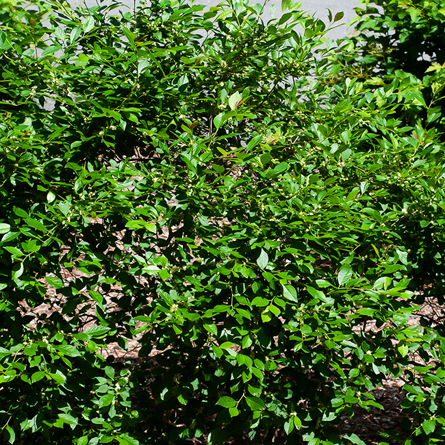 Jim Dandy™ Winterberry Holly | The Tree Center™