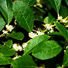 Jim Dandy™ Winterberry Holly For Sale Online | The Tree Center
