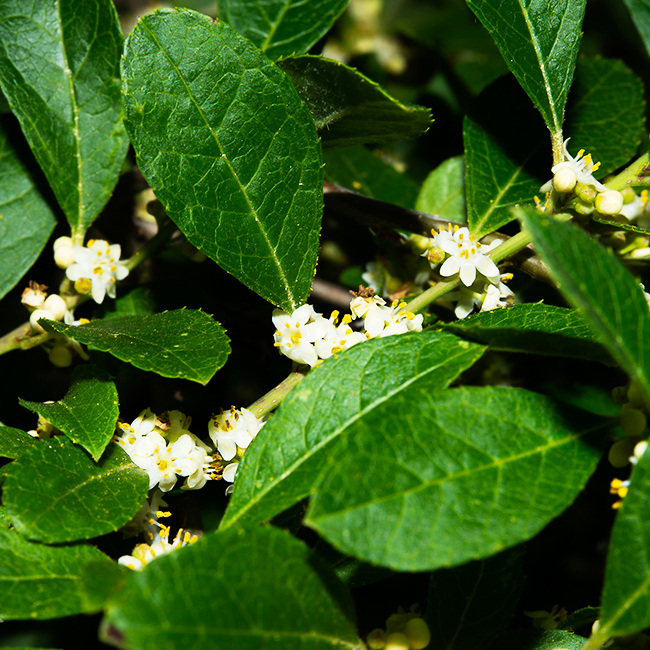 Jim Dandy™ Winterberry Holly For Sale Online | The Tree Center