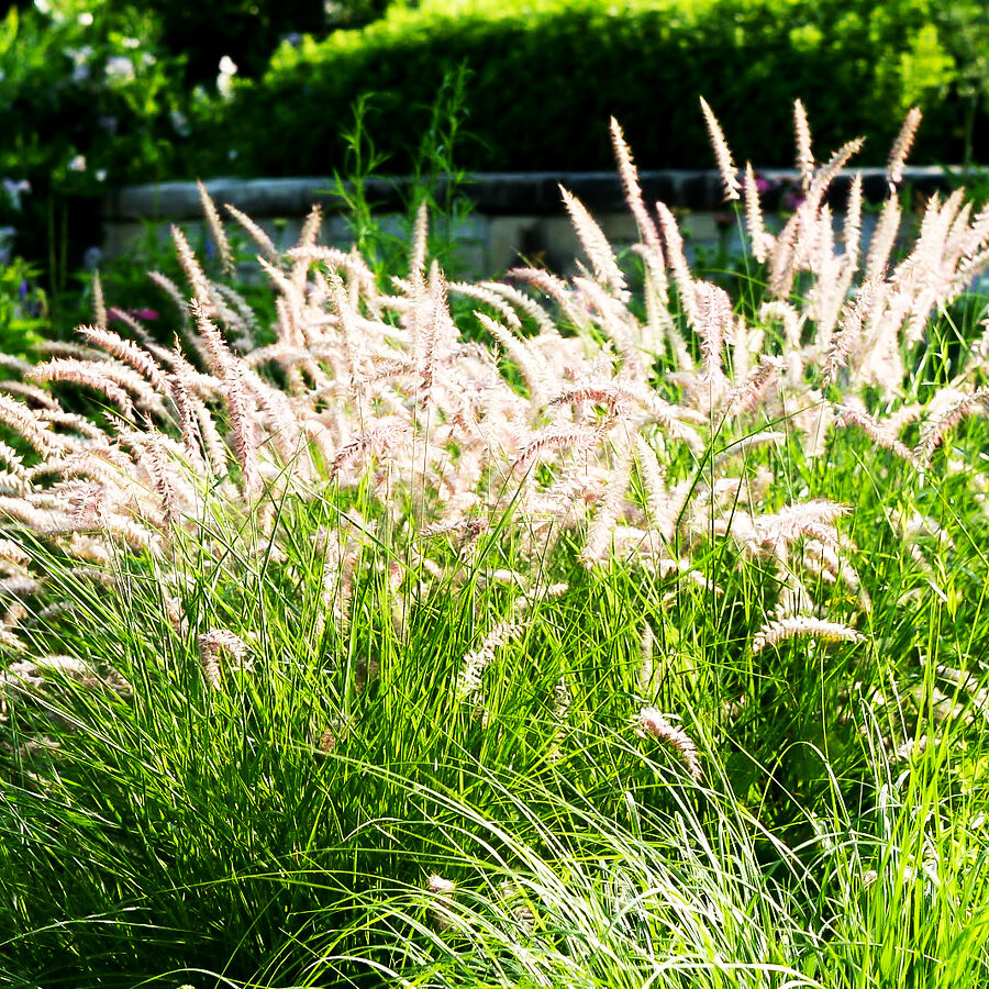 Karley Rose Fountain Grass For Sale Online | The Tree Center