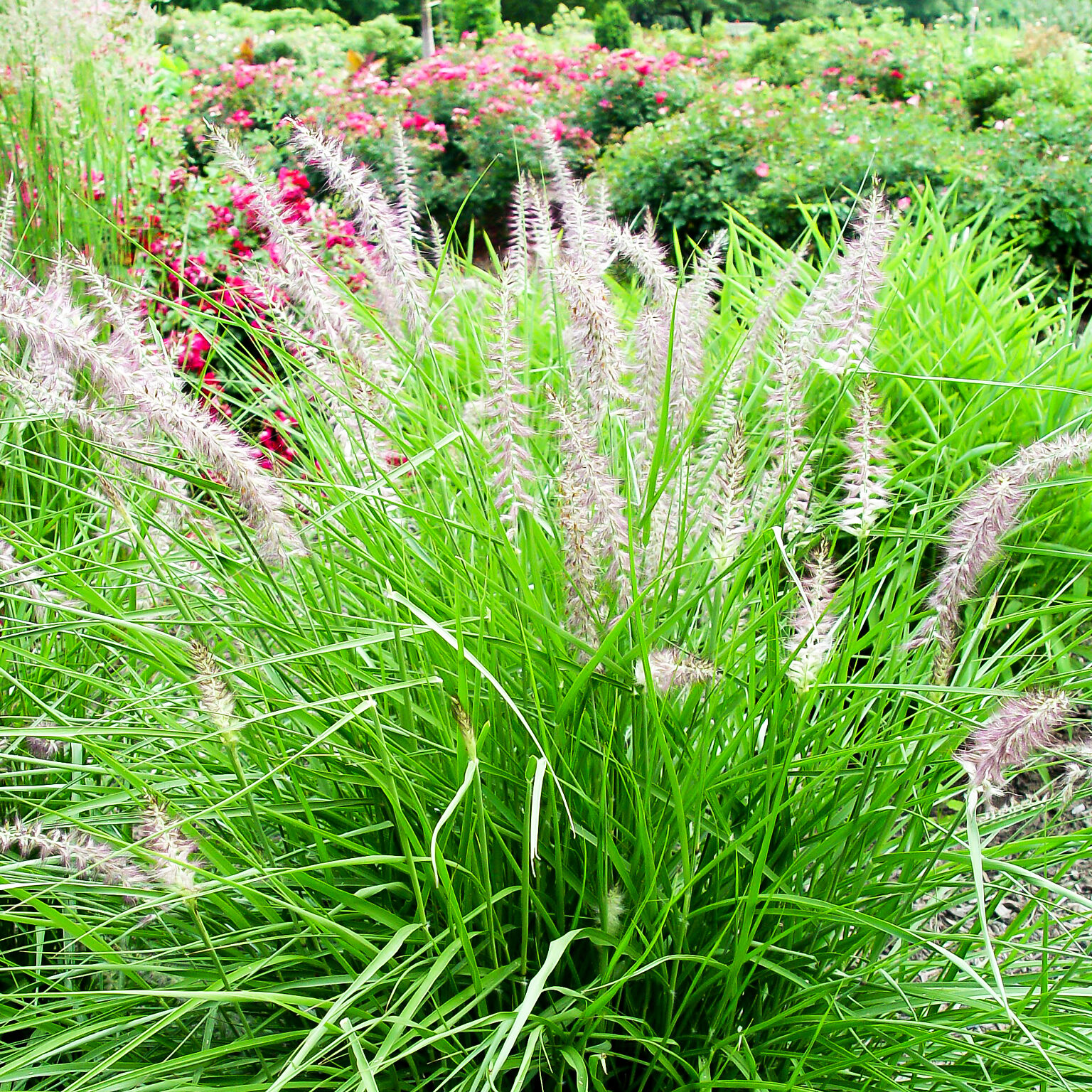 Karley Rose Fountain Grass For Sale Online | The Tree Center