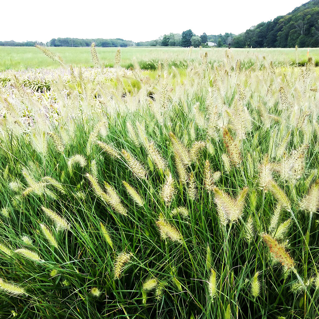 Little Bunny Fountain Grass For Sale Online | The Tree Center