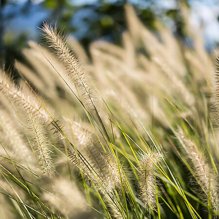 Little Bunny Fountain Grass For Sale Online | The Tree Center