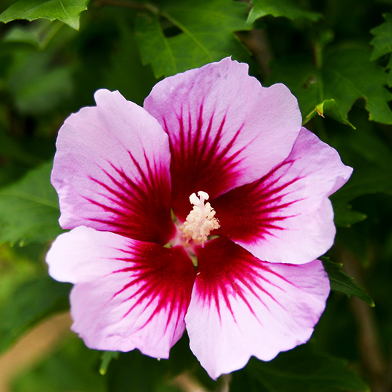Purple Pillar Hibiscus For Sale Online | The Tree Center