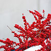 Red Sprite™ Winterberry Holly For Sale Online | The Tree Center