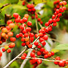 Red Sprite™ Winterberry Holly For Sale Online | The Tree Center