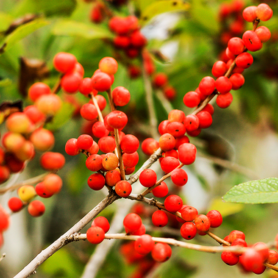 Red Sprite™ Winterberry Holly For Sale Online | The Tree Center