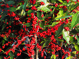 Red Sprite™ Winterberry Holly For Sale Online | The Tree Center